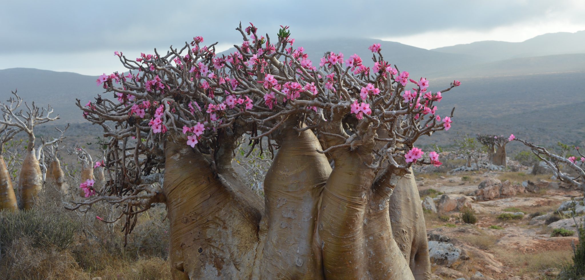 Dragon’s Blood Tree Forest: A Jewel of Socotra Island – Socotra Planet ...