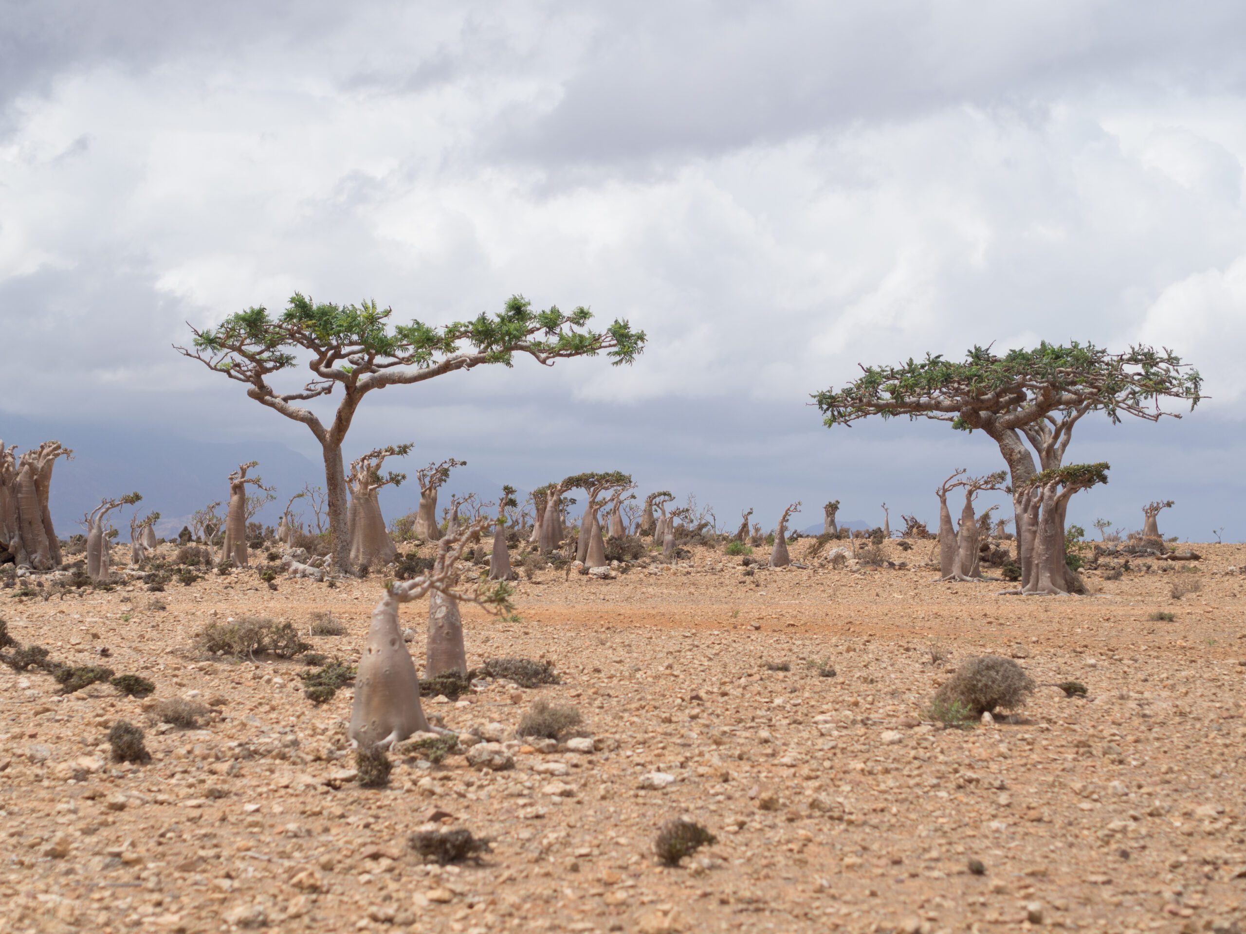 Socotra Planet Tours – Discover Socotra’s Hidden Treasures